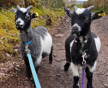 Sheep Trekking & Experience days - Aber Cottages Brecon Beacons ...